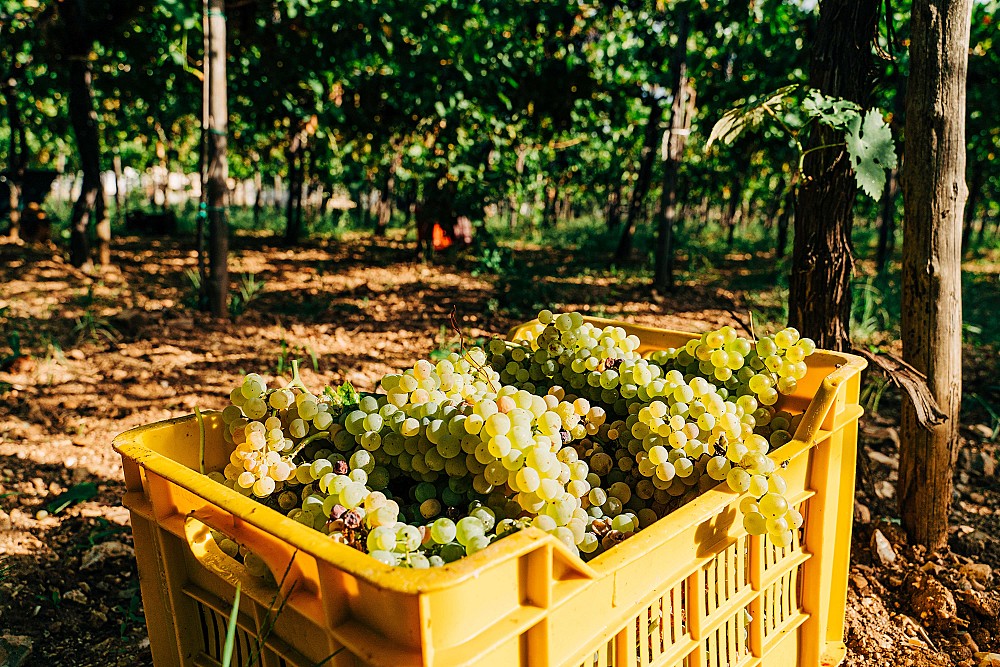 Comprendre l'appellation d'un vin : un voyage au cœur des terroirs